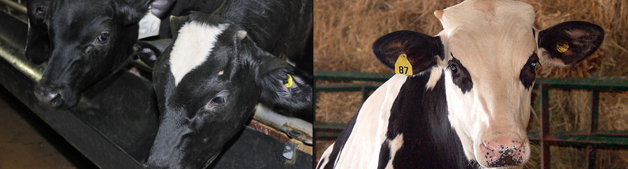 vealfarmers.ca | Promoting industry growth and viability through ...