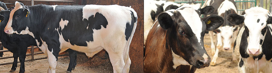 vealfarmers.ca | Promoting industry growth and viability through ...